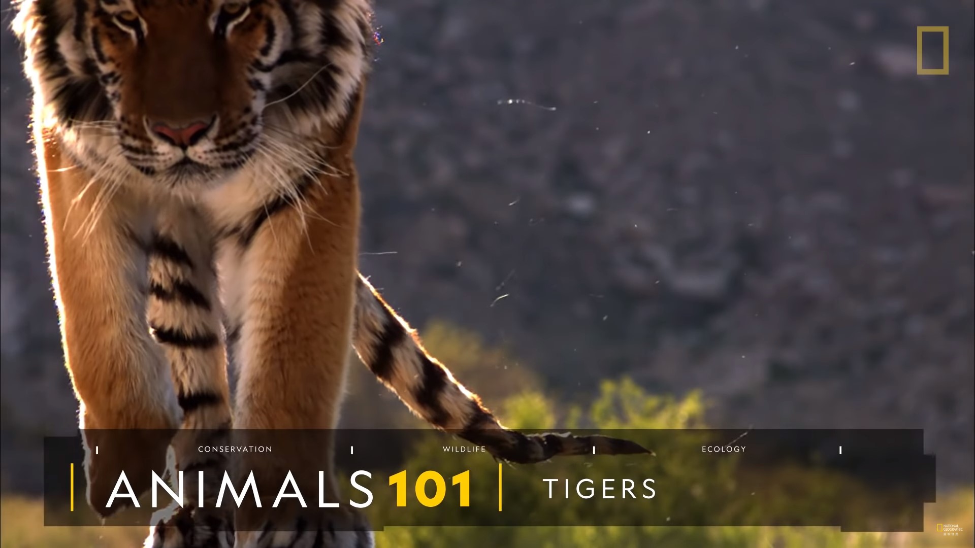 101動物教室：老虎 - 國家地理少年科學俱樂部