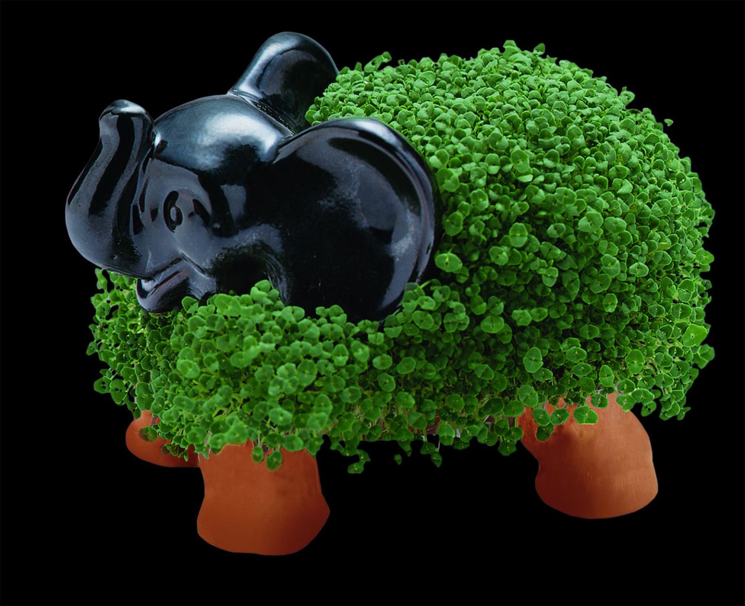 奇亞籽掀熱潮 - 國家地理雜誌中文網