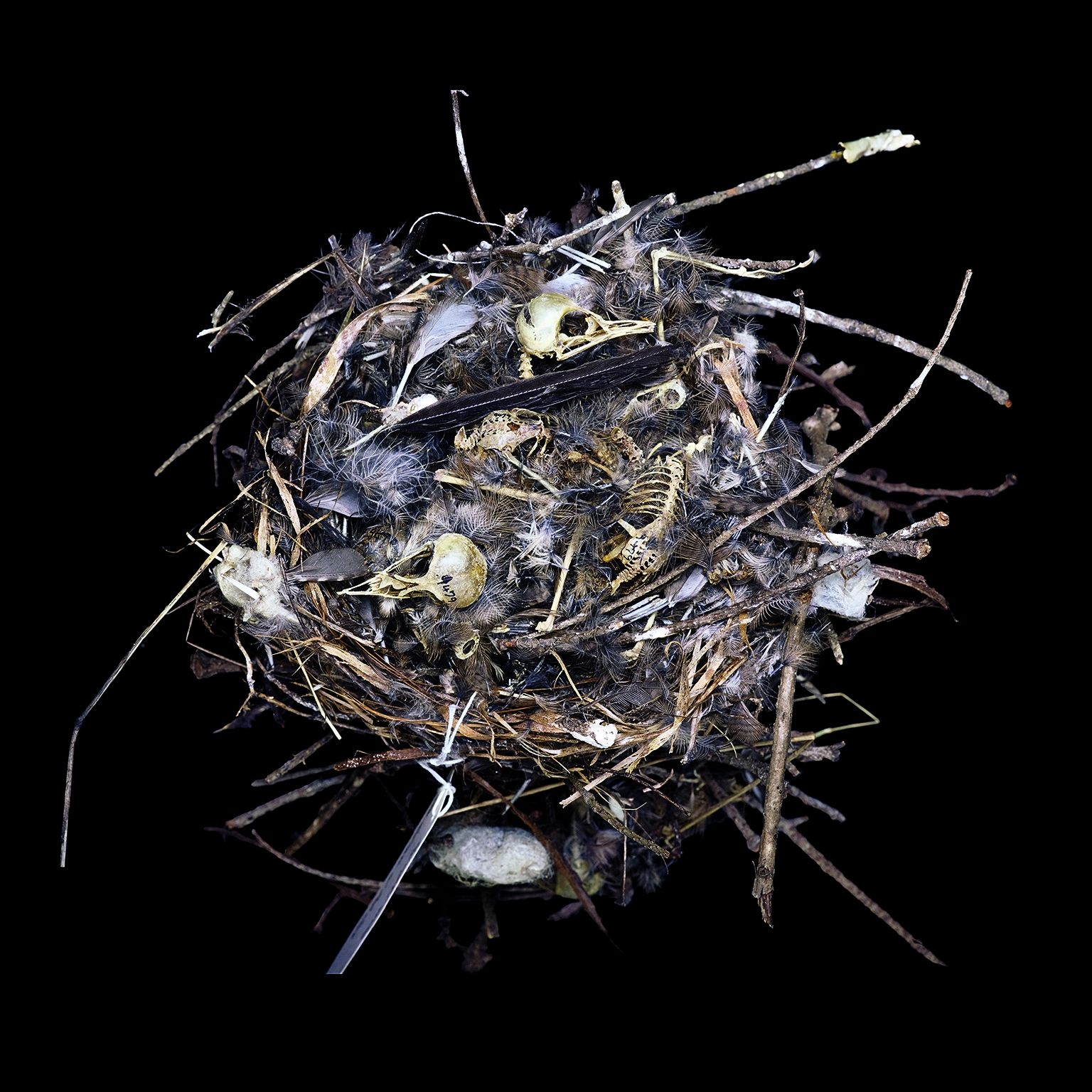 築巢本能 - 國家地理雜誌中文網