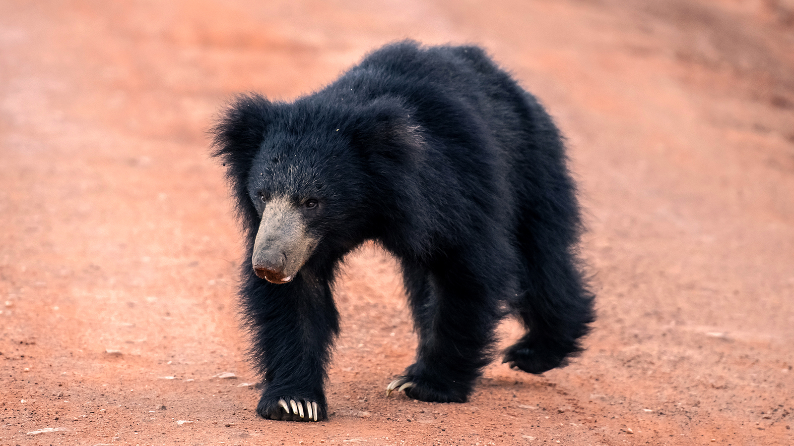 sunbear,treebear,alivebabysunbear_大山谷图库