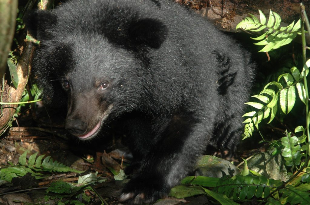 【華人探險家專欄 ─ 黃美秀】精通十八般武藝的台灣黑熊 - 國家地理雜誌官方網站｜探索自然、科學與文化的最佳權