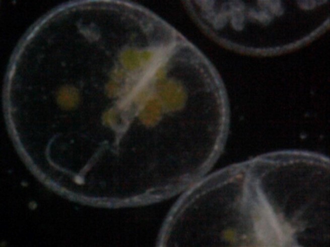 解開馬祖藍眼淚之謎──夜光蟲 - 國家地理雜誌官方網站｜探索自然、科學與文化的最佳權