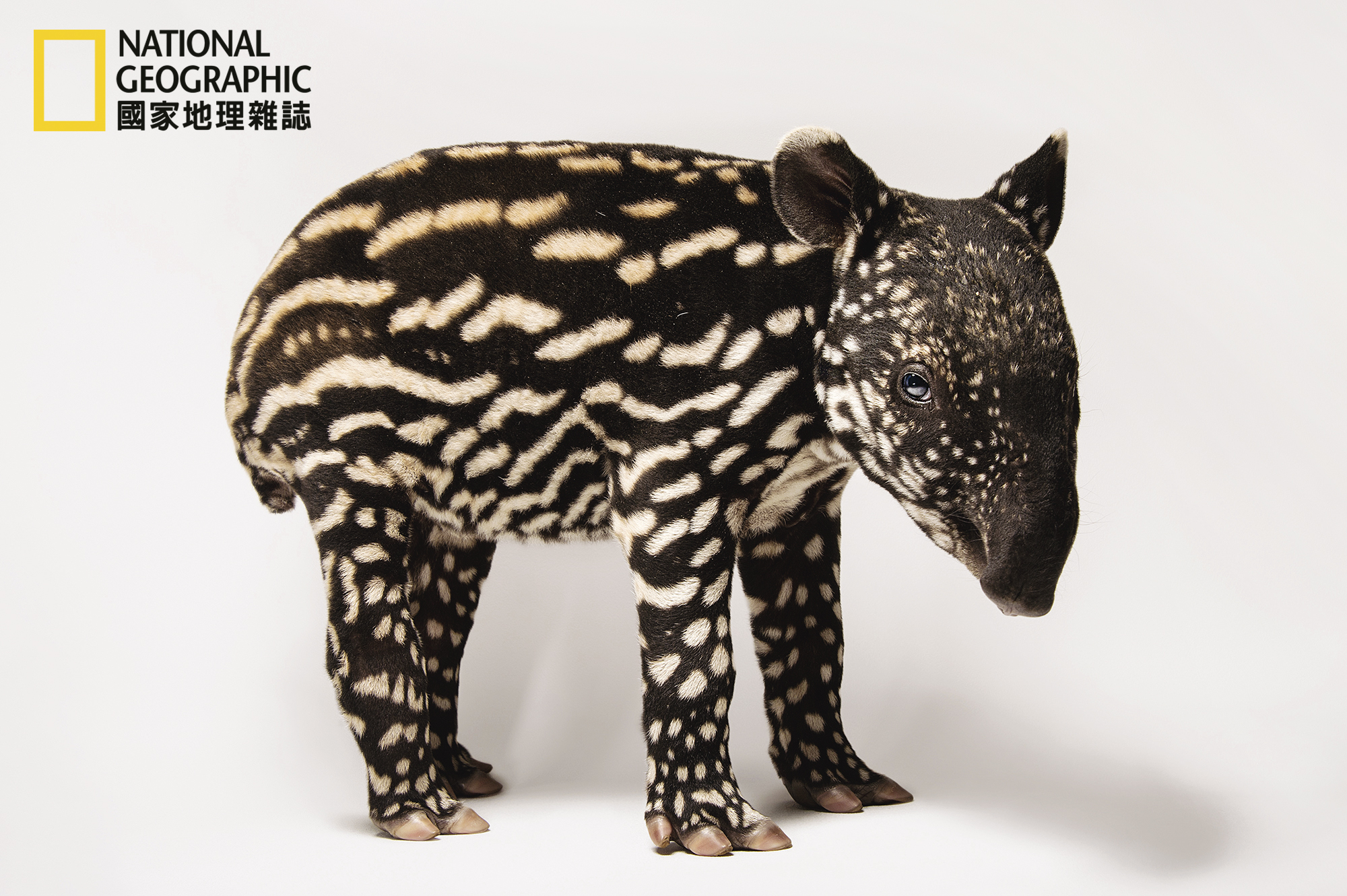 馬來貘寶寶 - 國家地理雜誌中文網